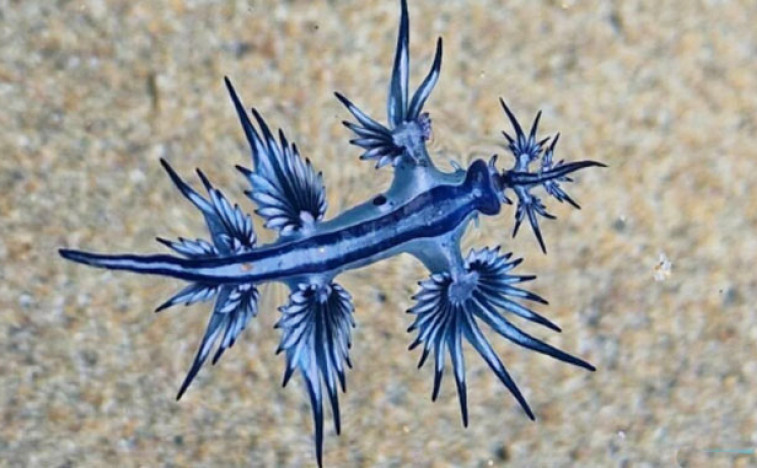 Neočekivani povratak „plavog zmaja” u Mediteran